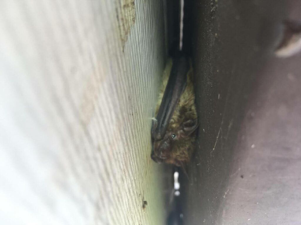 Bat Removal, Bats in Attic, Damage Repair, Greater Baltimore Area