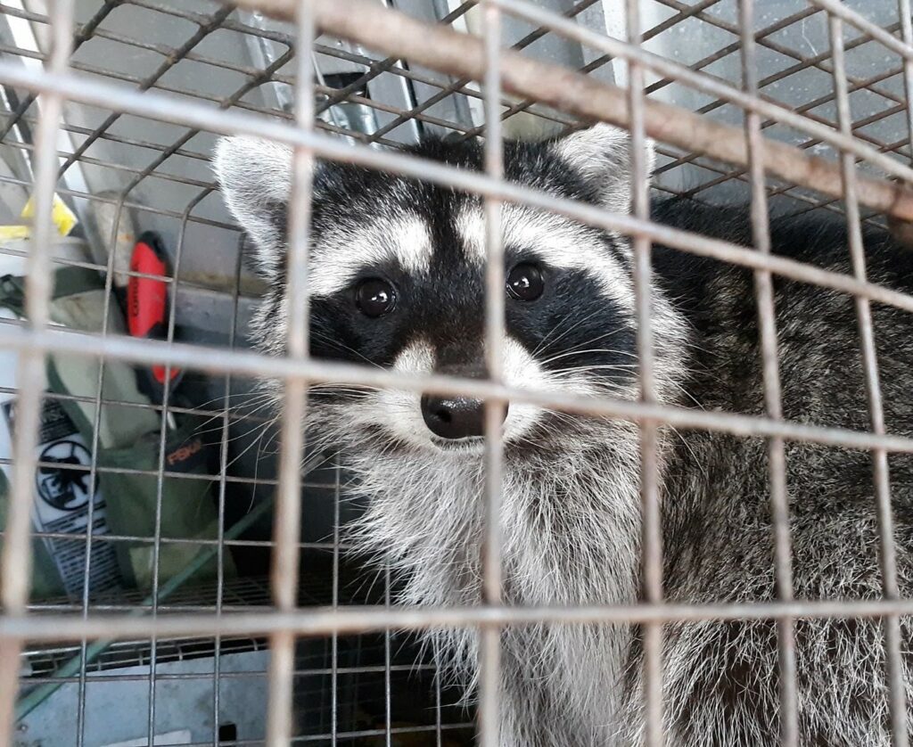 Carroll County Wildlife Removal Animal Trapping