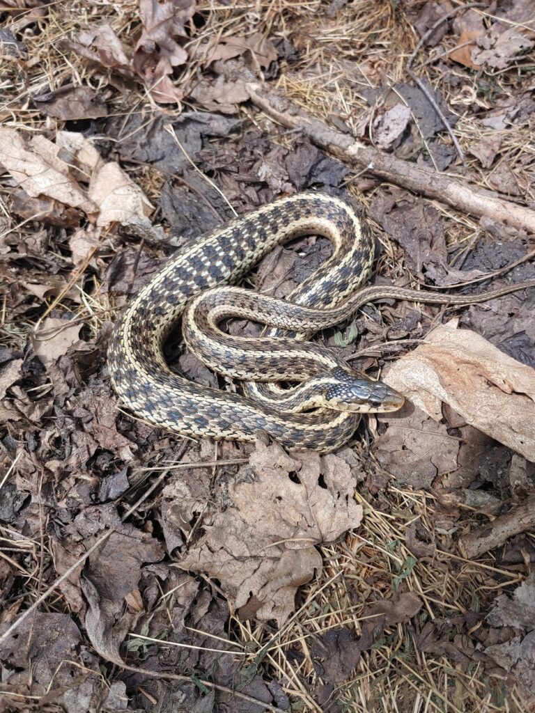 Emergency Snake Removal, Exclusion, Snakes in Home